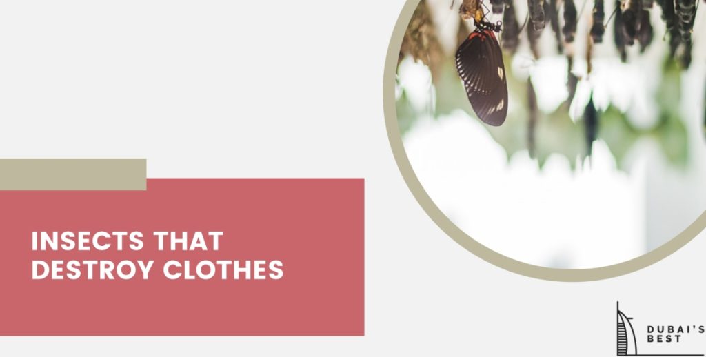 6 Insects That Destroy Clothes [2025]