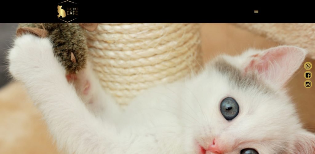The 5 Best Animal Shelters in Dubai [2026 ]