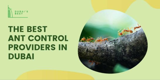 The 6 Best Ant Control Services in Dubai [2026]