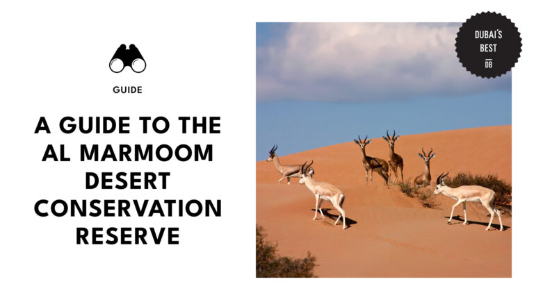 The Al Marmoom Desert Conservation Reserve is An Experience You Don’t ...