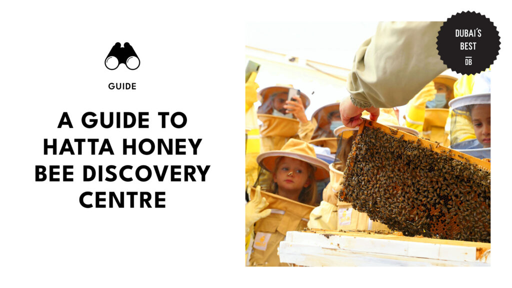 Here’s All the Buzz about Hatta Honey Bee Discovery Centre